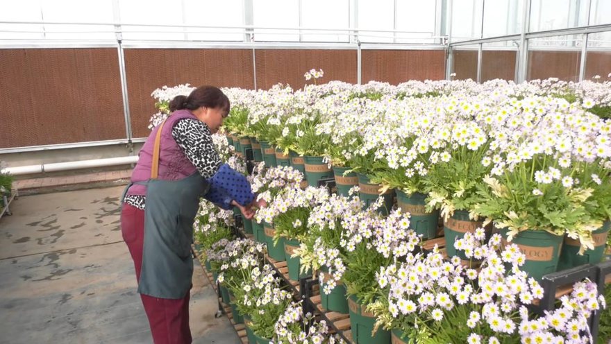 Successful Cultivation of the Endangered Qinling Primula filchnerae in ...